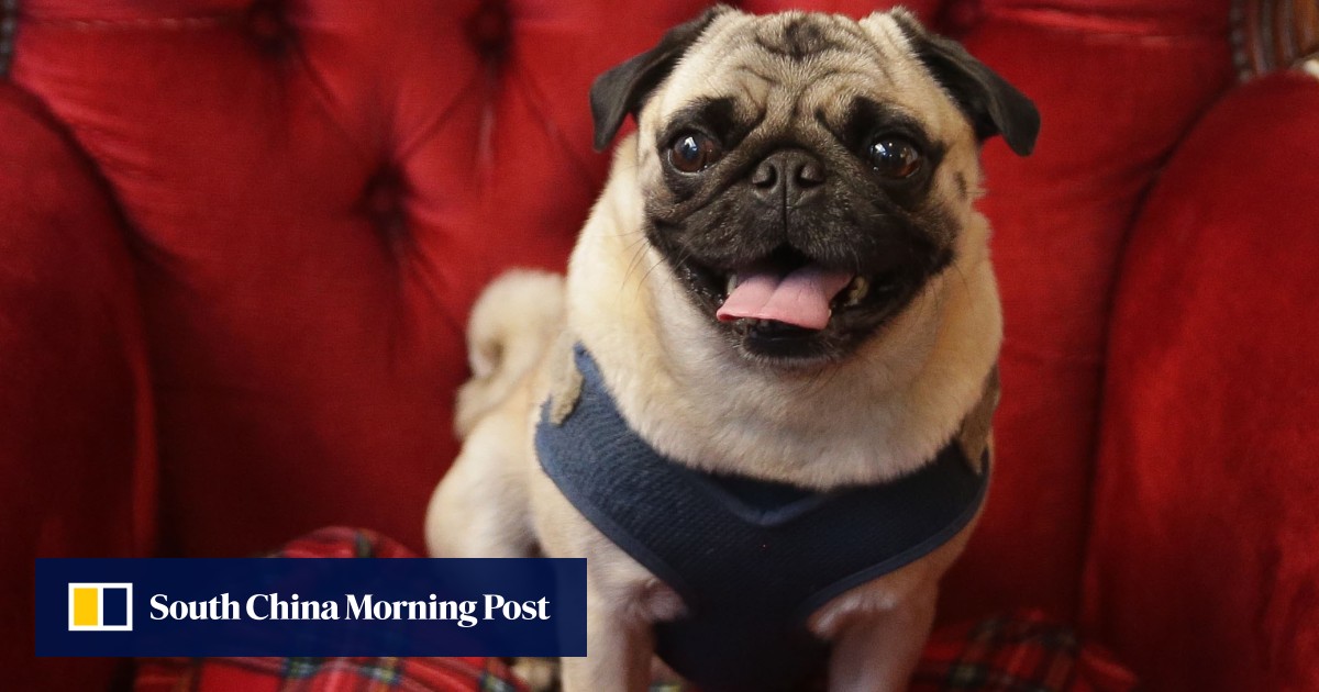 Pugs in pubs: snub-nosed dog breed makes fashion statement in Britain ...
