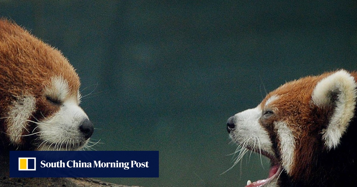 ‘It was like a mini wildlife park’: Chinese police bust smugglers ...
