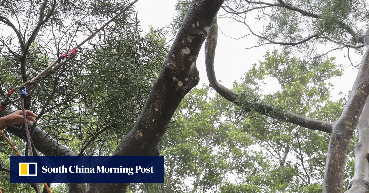 Tree-climbing event gives Hong Kong arborists rare opportunity to train ...