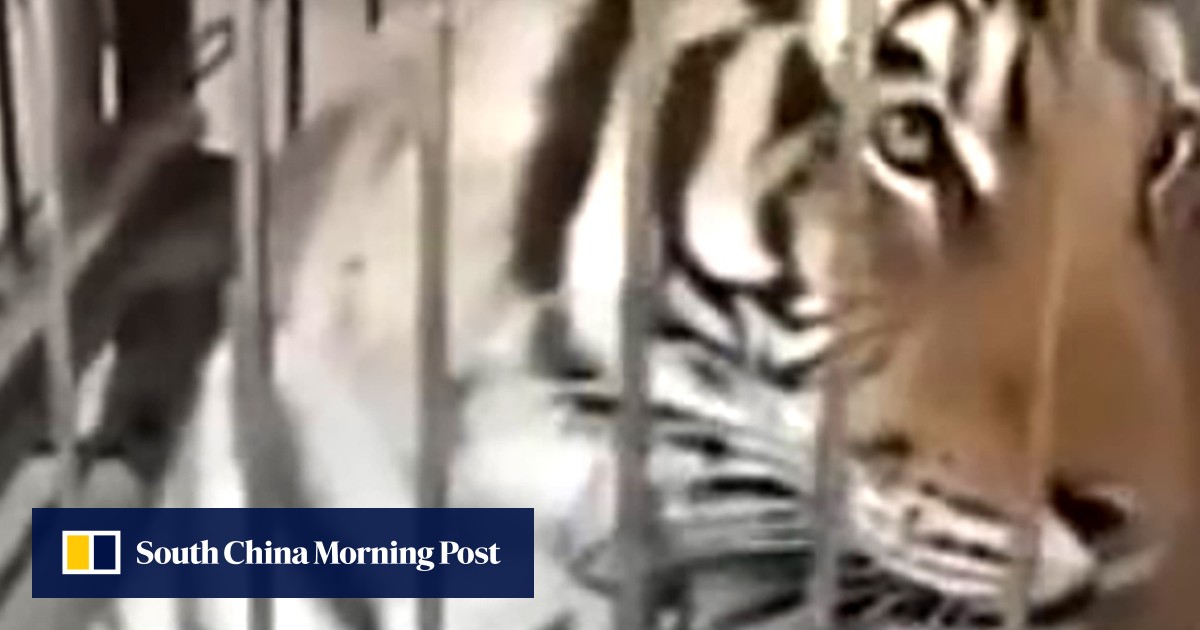 Chinese circus tiger attacks two children after breaking out of cage in ...