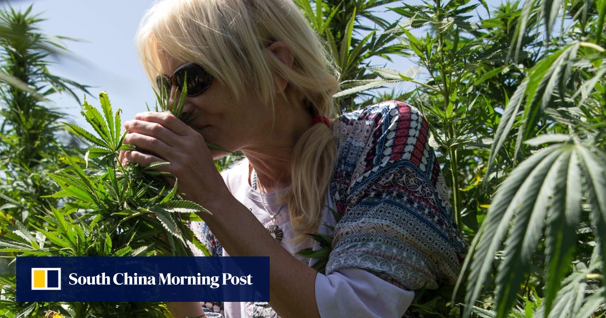 Video | High times: Morocco’s growing number of cannabis tourists ...
