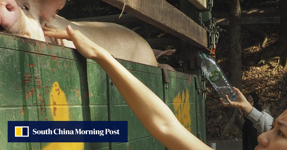 Hong Kong Pig Save activists stage vigil at slaughterhouse to raise ...