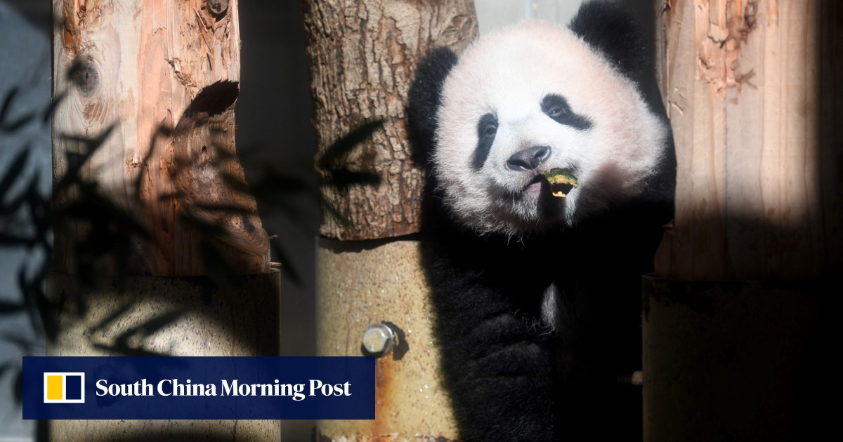 Xiang Xiang the ‘auspicious’ cuddly panda cub makes public debut at ...