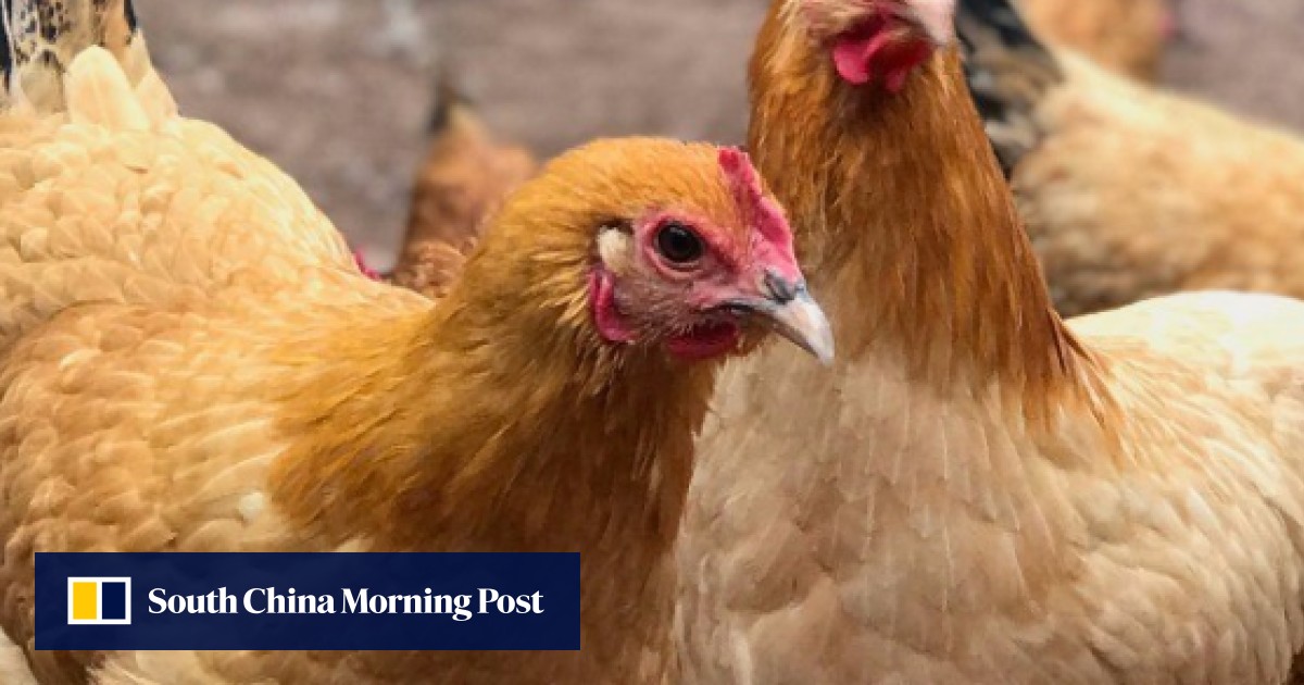 Insurtech giant ZhongAn plans to use facial recognition, blockchain to ...