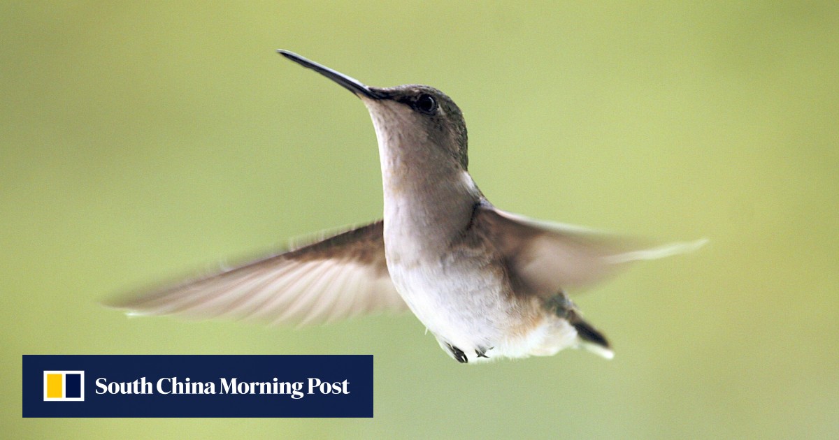 How a small bird in cockpit managed to take over a Delta flight in the ...