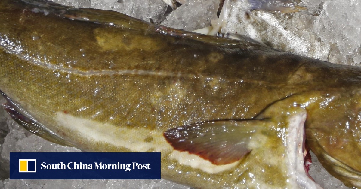 America’s cod catch at all-time low - but fishery may rebound soon ...