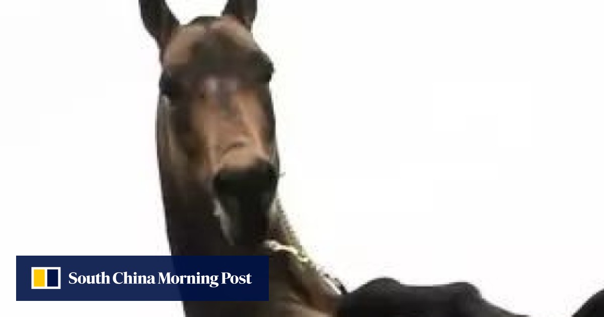 What an ancient horse breed tells us about the ‘Chinese dream’ | South ...