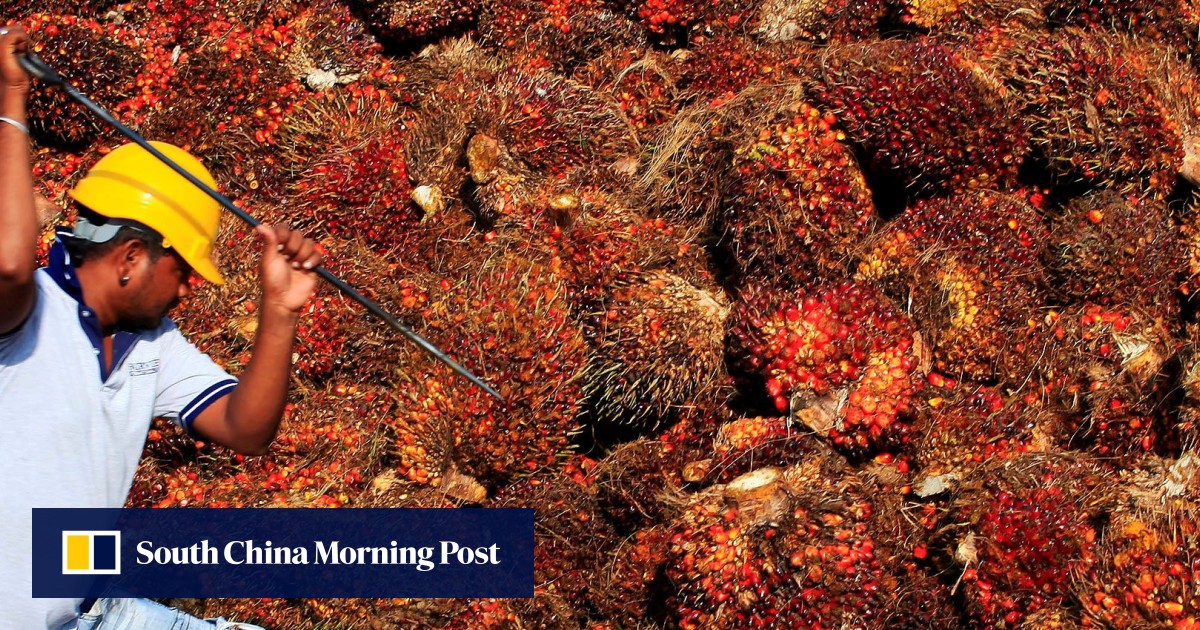 Palm oil is cheap, but it’s also an eco-disaster | South China Morning Post