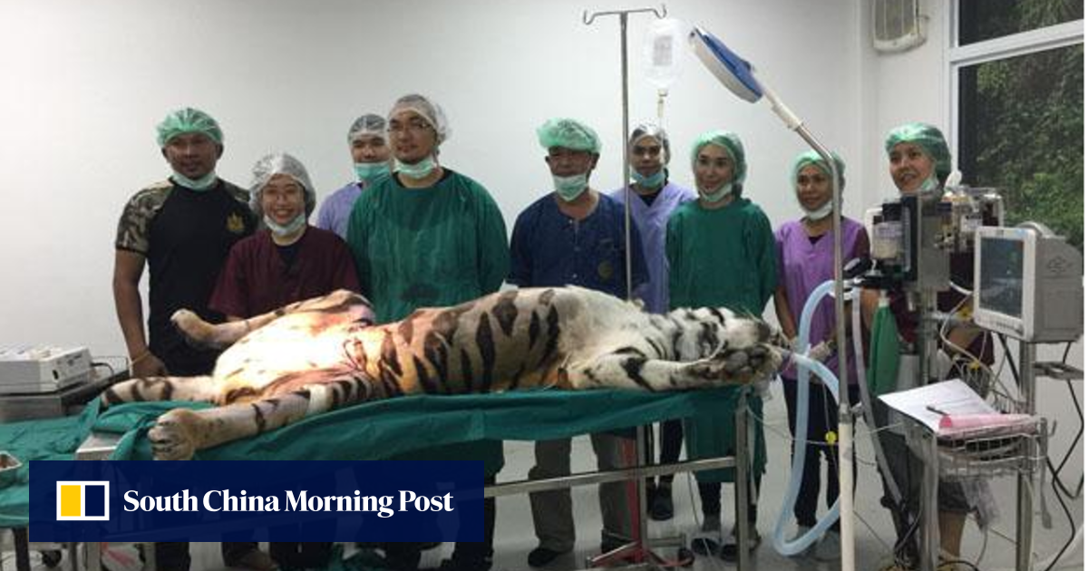 Attempt in Thailand to save tiger with a two-kilo tumour | South China ...