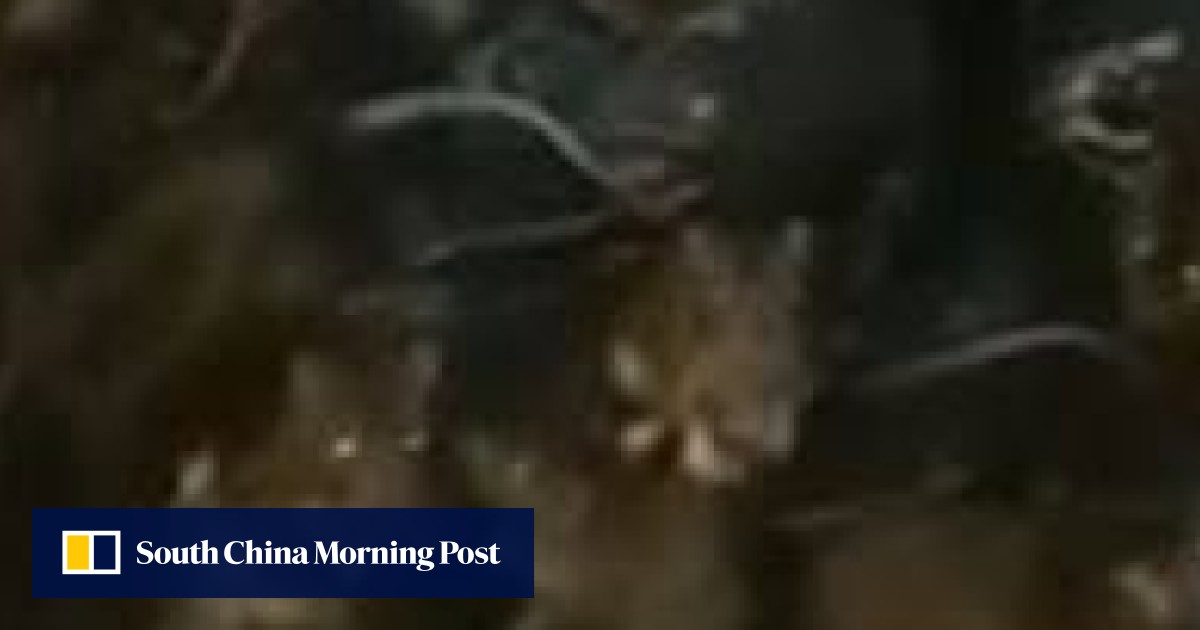 Video | Watch: sickening rat swarms emerge in Paris, flushed out by ...