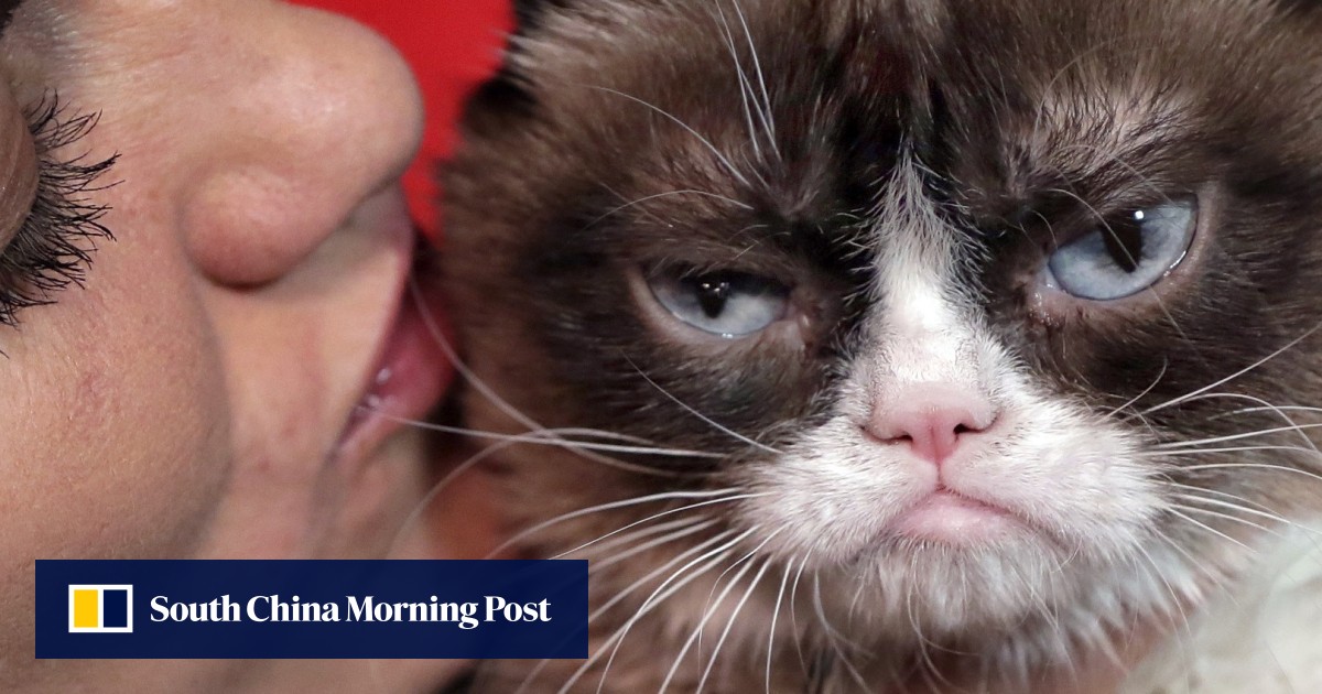 Grumpy Cat wins US$710,000 court payout. Cat still haz no lols | South ...
