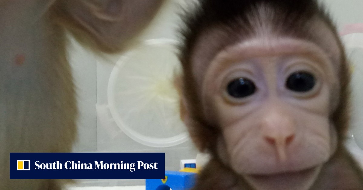 Chinese scientists clone monkeys. Will humans be next? | South China ...
