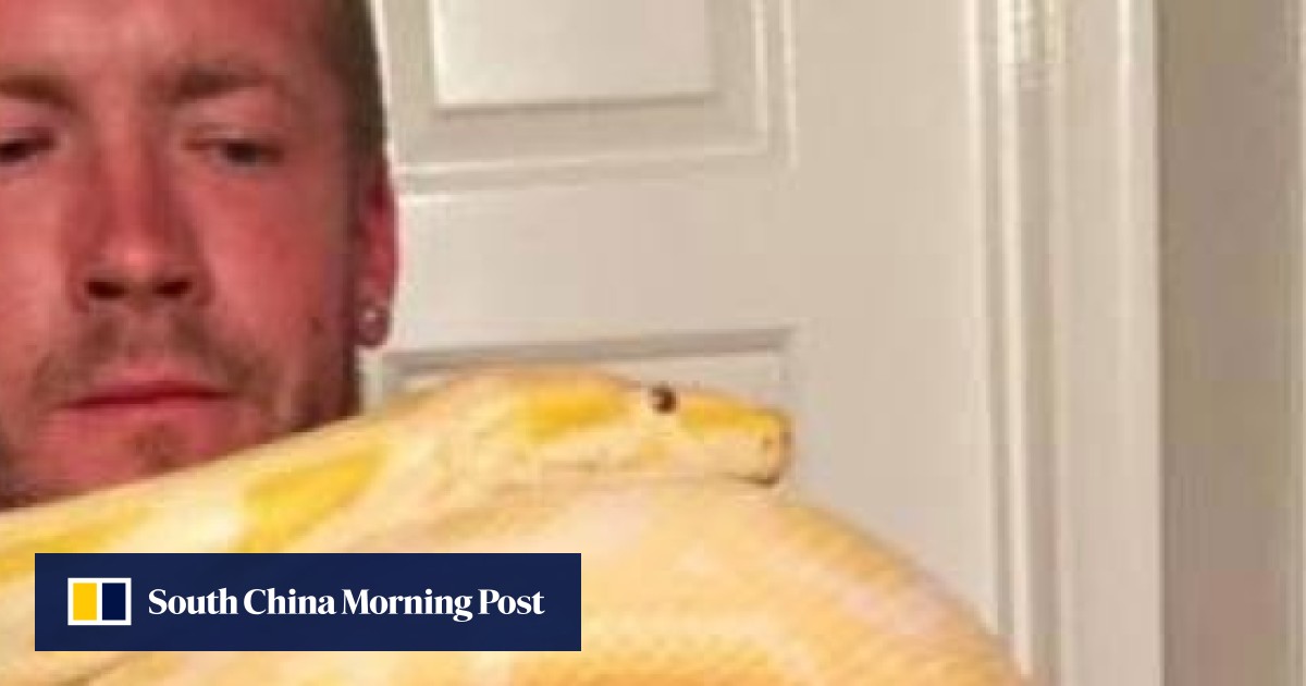 British snake enthusiast was ‘cuddled’ to death by his pet python ‘Tiny ...