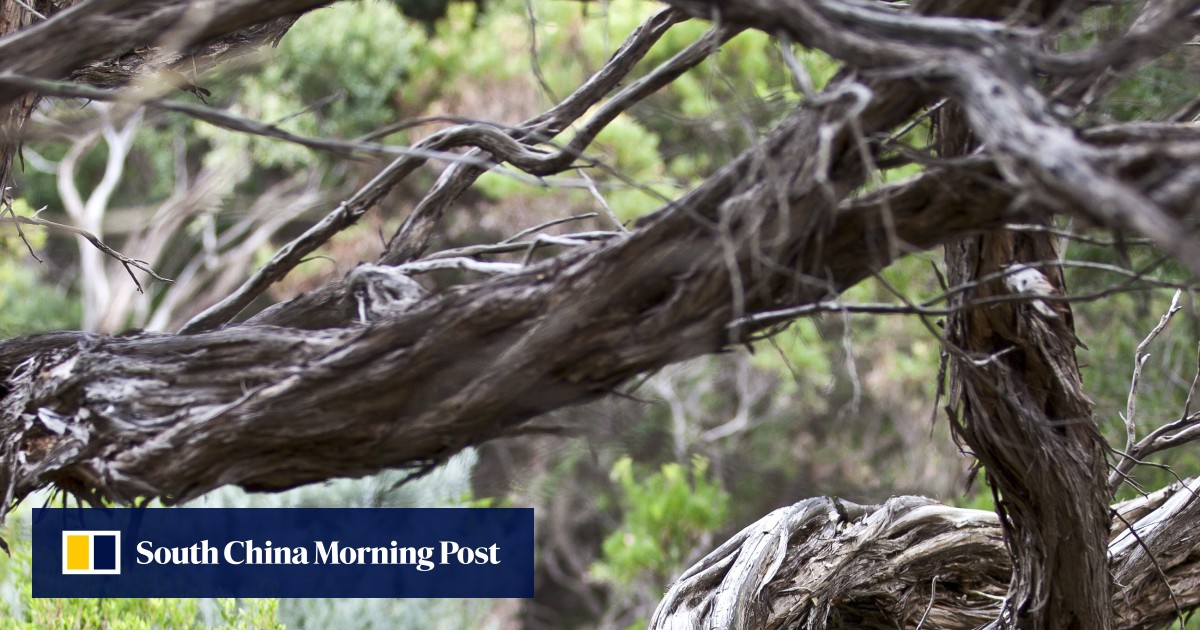 Like us, Australian trees are ‘sweating’ to survive extreme heatwaves ...