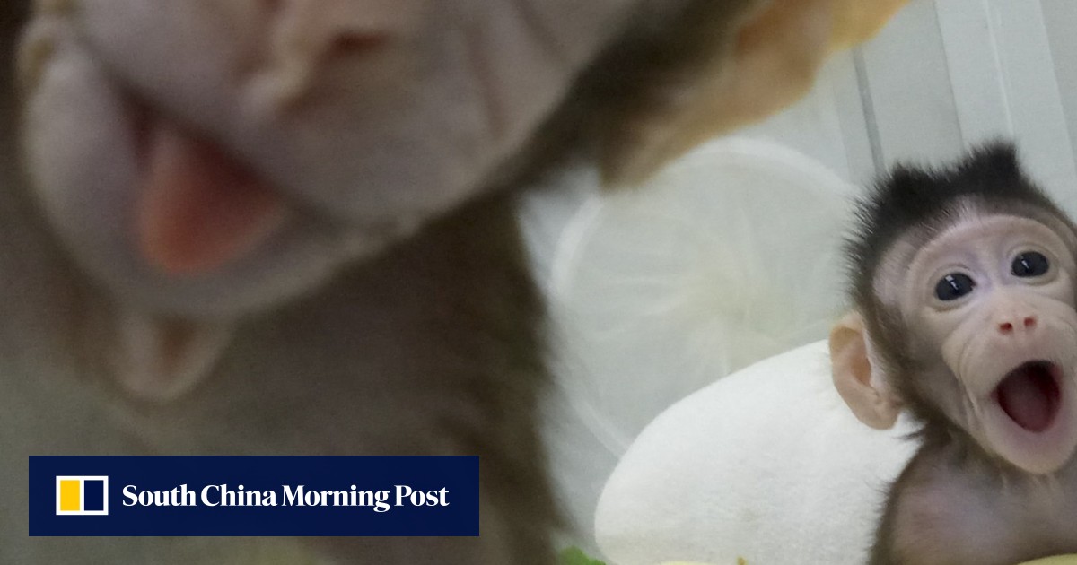 The practical benefits of cloning monkeys | South China Morning Post