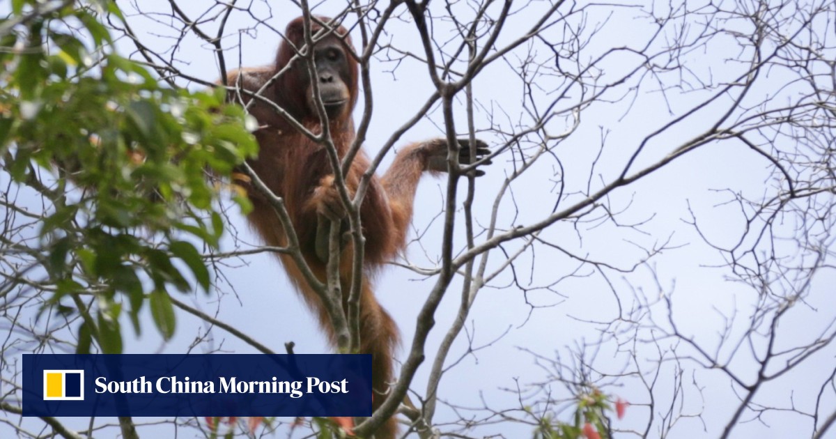 Indonesians arrested for shooting an orangutan 130 times | South China ...