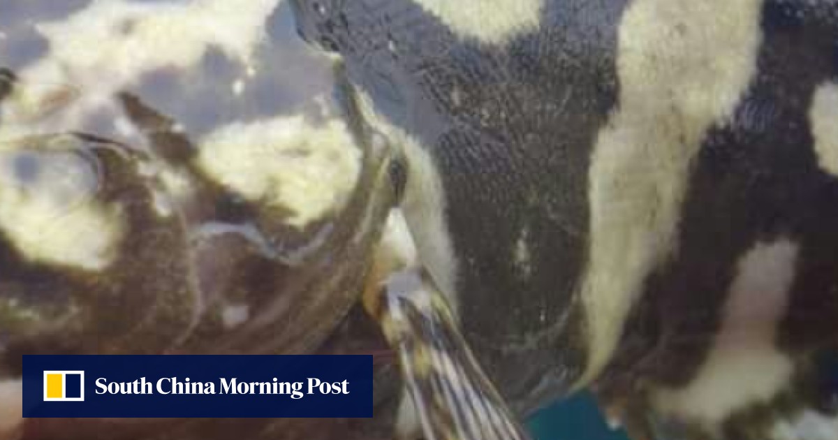 Fears of ecosystem imbalance raised over hybrid Sabah giant grouper in ...