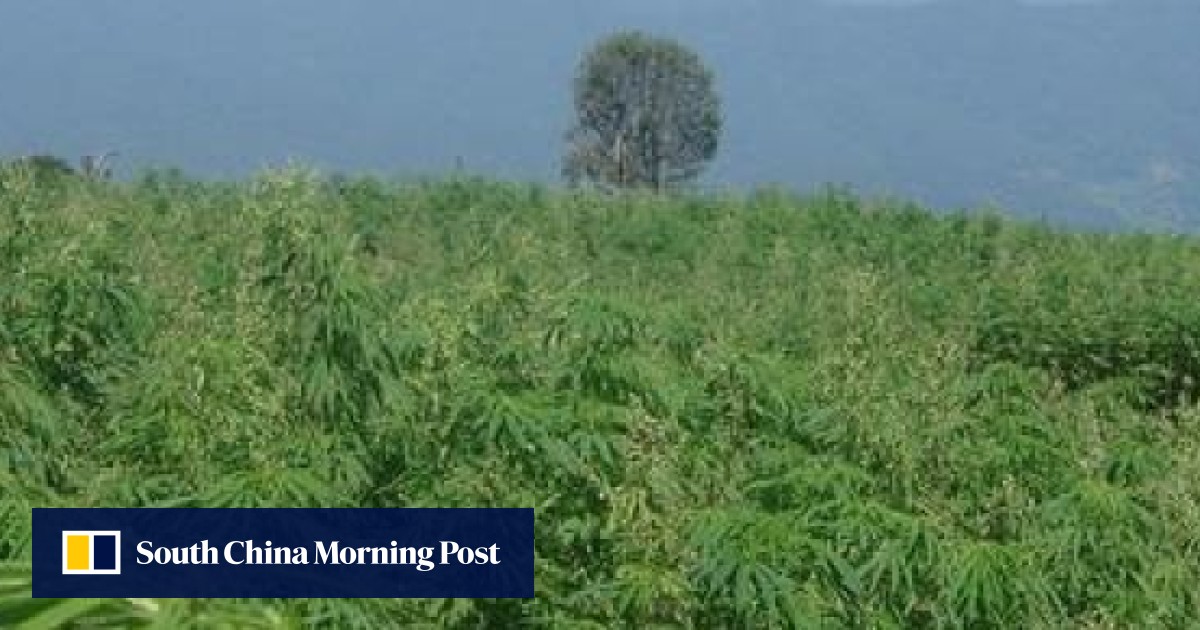 Hong Kong drug firm’s shares rise after it brings in top Chinese hemp ...