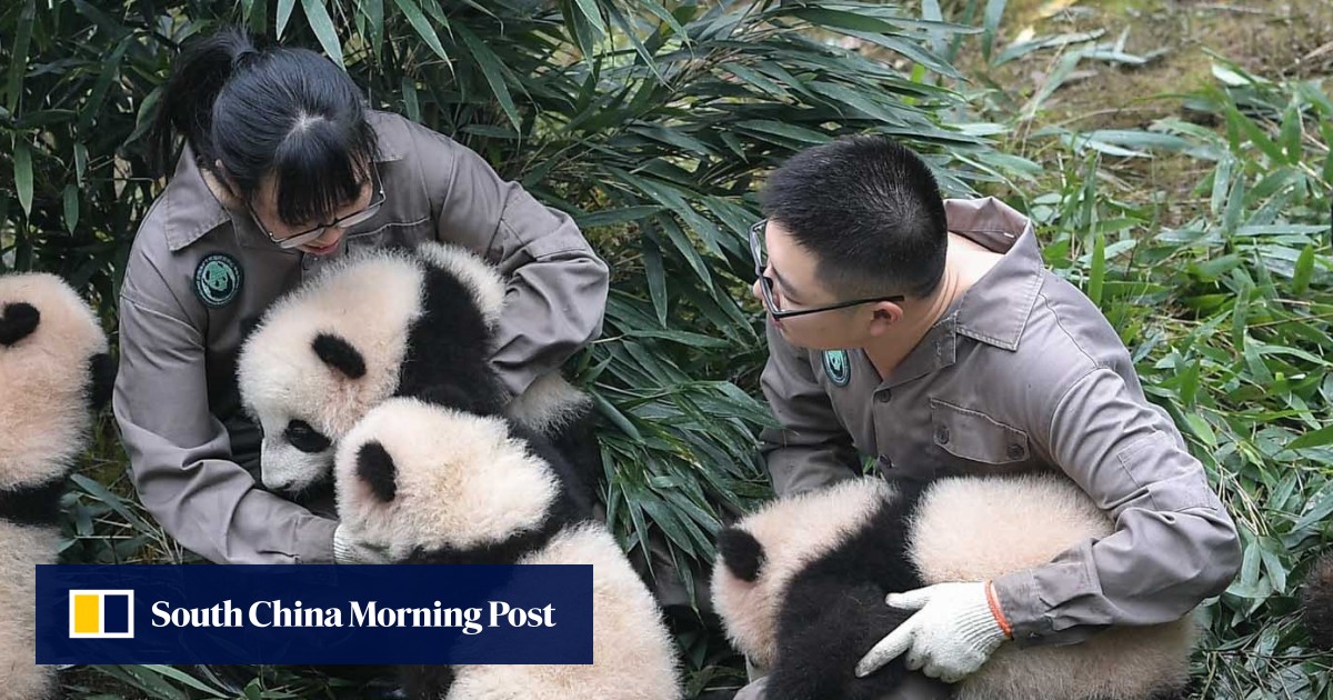 Back from the brink: 8 endangered species inching away from extinction ...