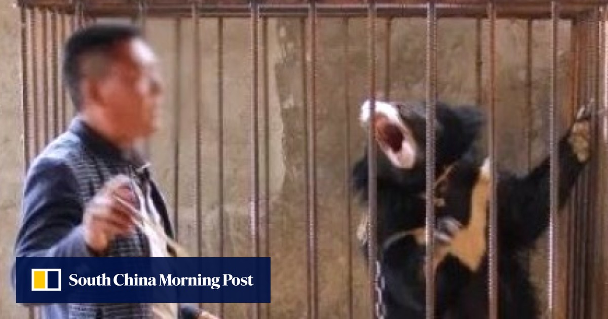 Chinese man thinks Asian black bear cub is a puppy and raises it as a ...