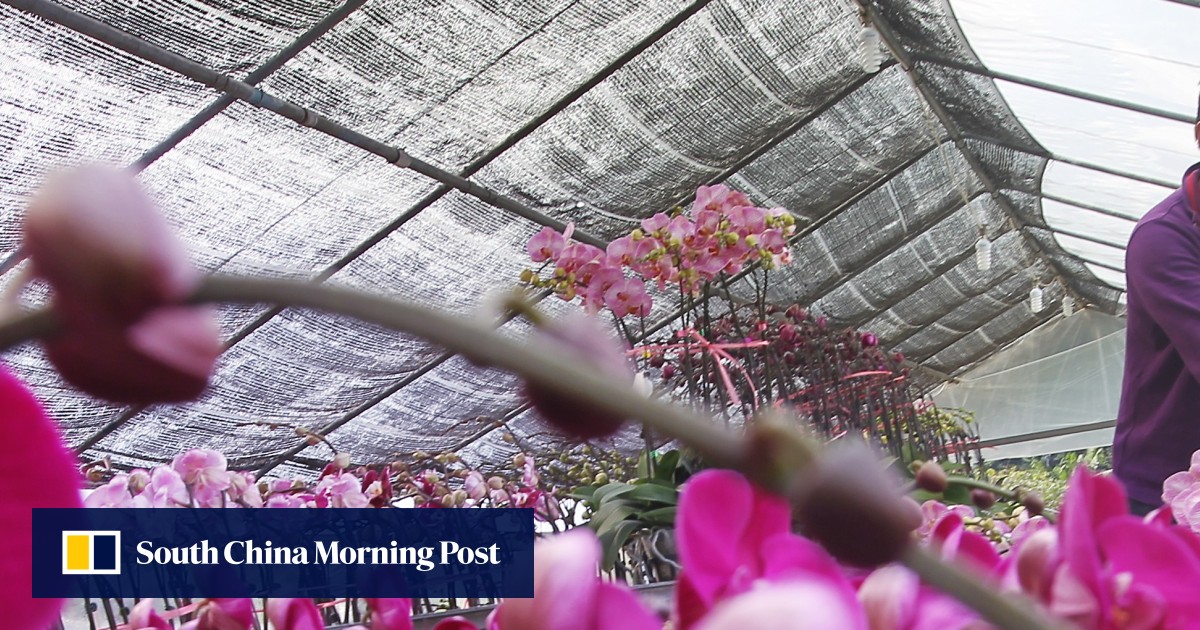 Why flowers in Hong Kong possess cultural and medicinal power | South ...