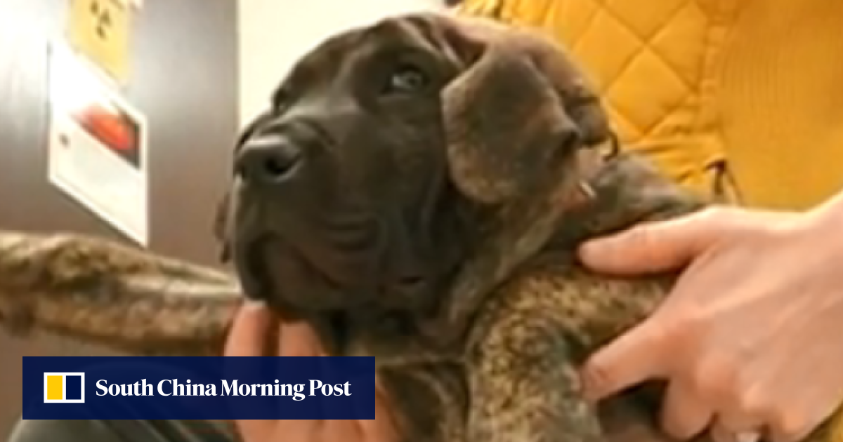 The power of ‘Doga’: How doing yoga with your dog ‘can help it overcome ...