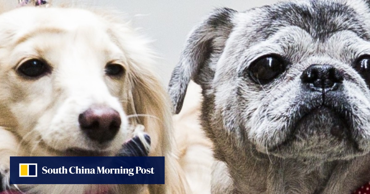 Pugs vs dachshunds: ultimate face-off in Hong Kong charity dog race ...