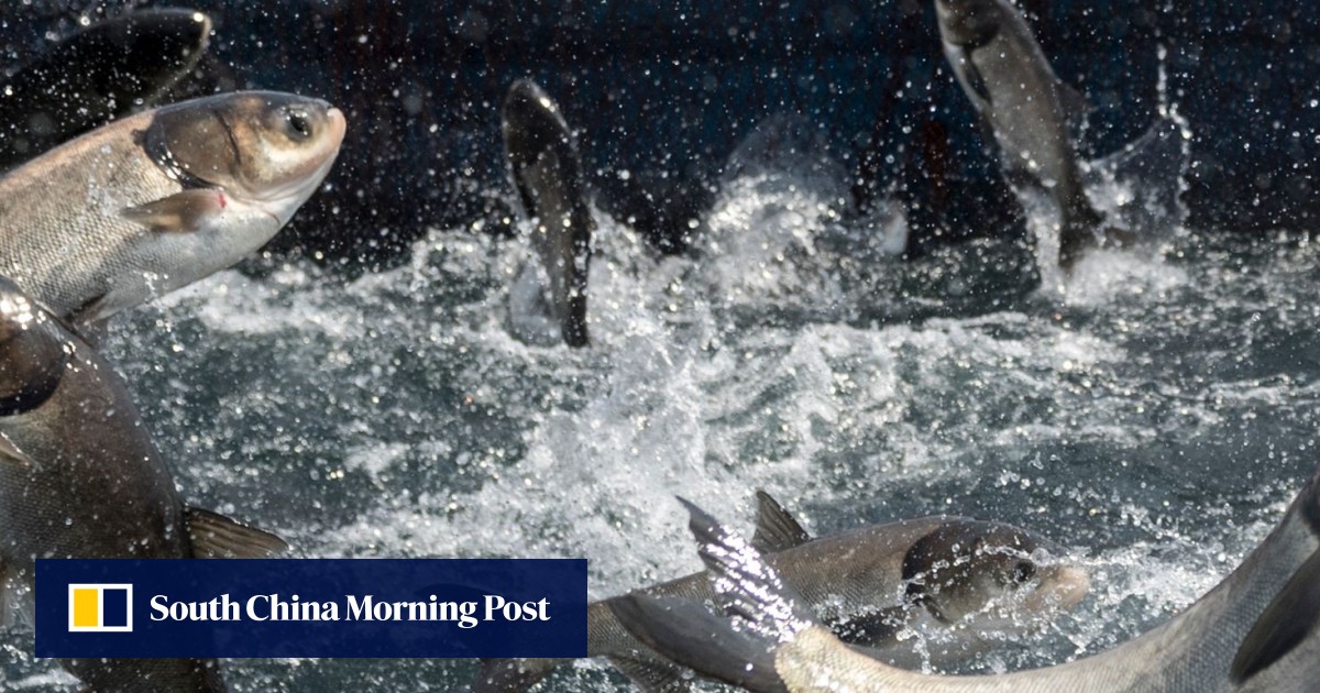 Battle lines drawn to fish in China’s Thousand Island Lake | South ...