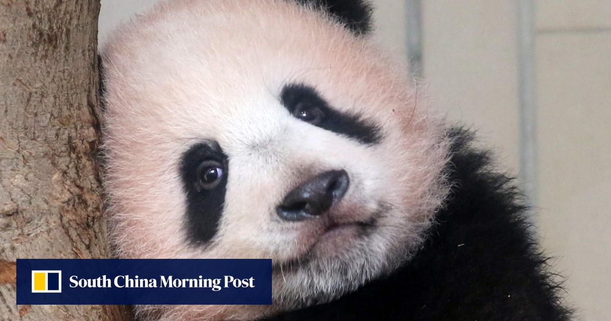 The iconic Chinese animals heading for extinction | South China Morning ...