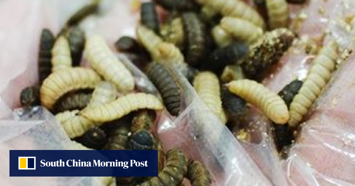South Korea’s government embraces insects to feed on mountain of food ...