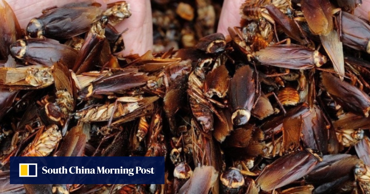 A giant indoor farm in China is breeding 6 billion cockroaches a year ...