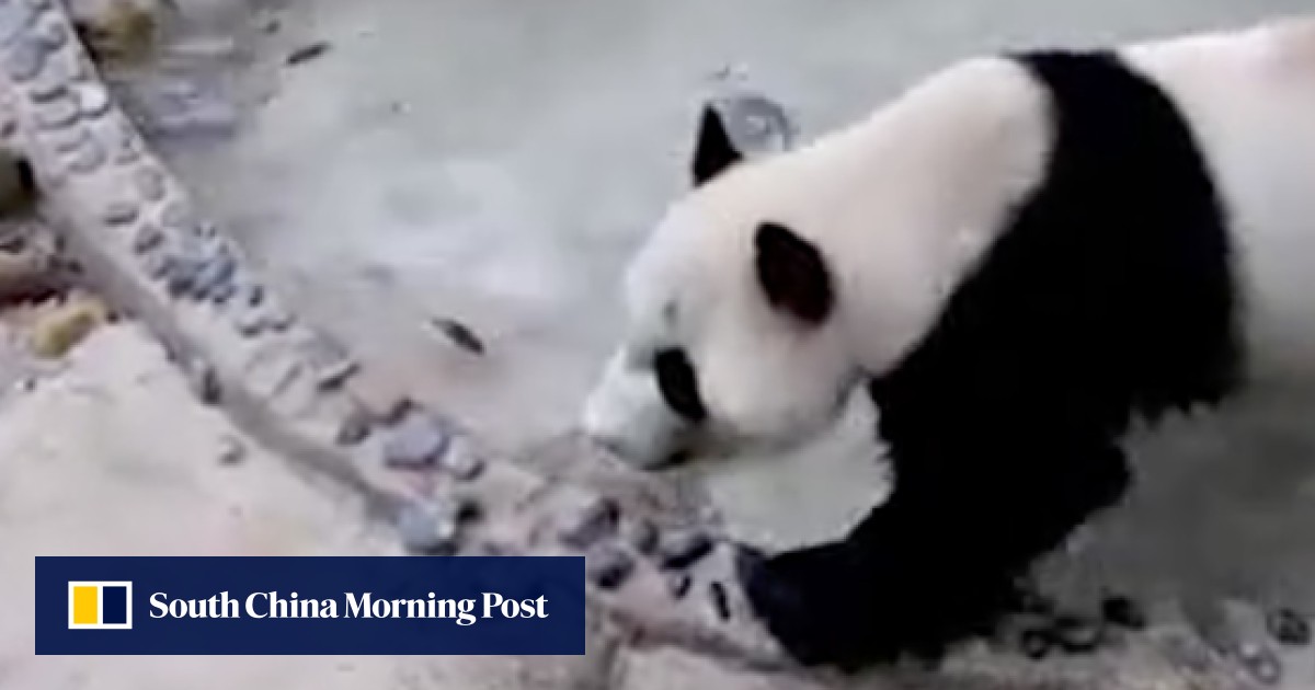 ‘Dancing’ China panda is actually in distress, say experts | South ...