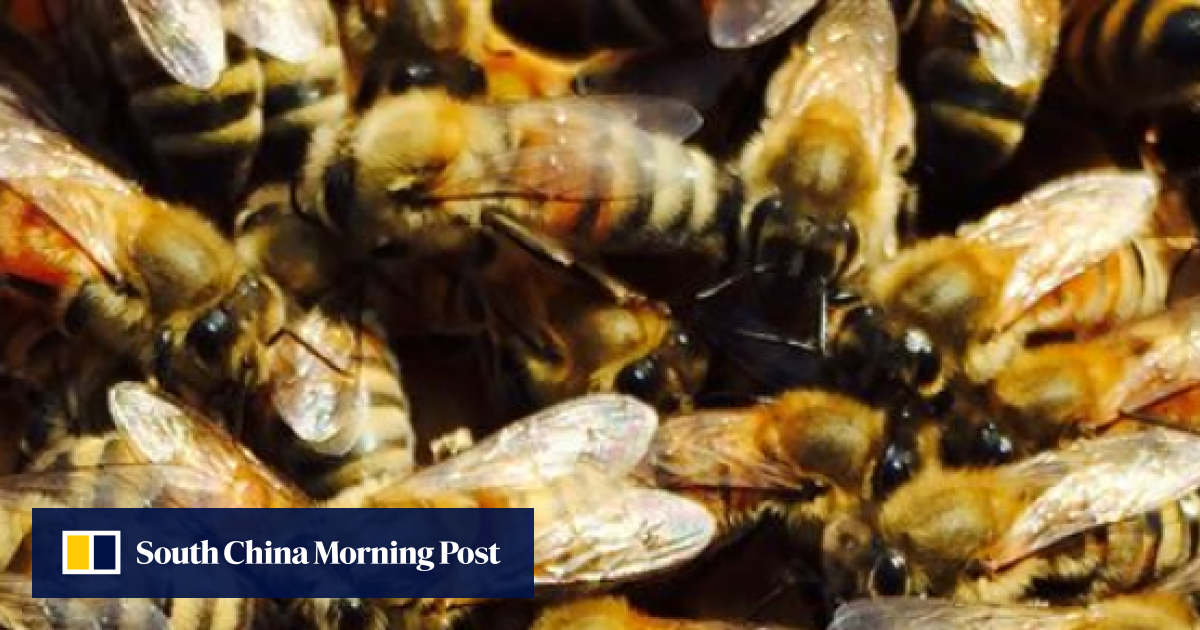 To bee or not to bee: Urban Bees is all the buzz in South Korea | South ...