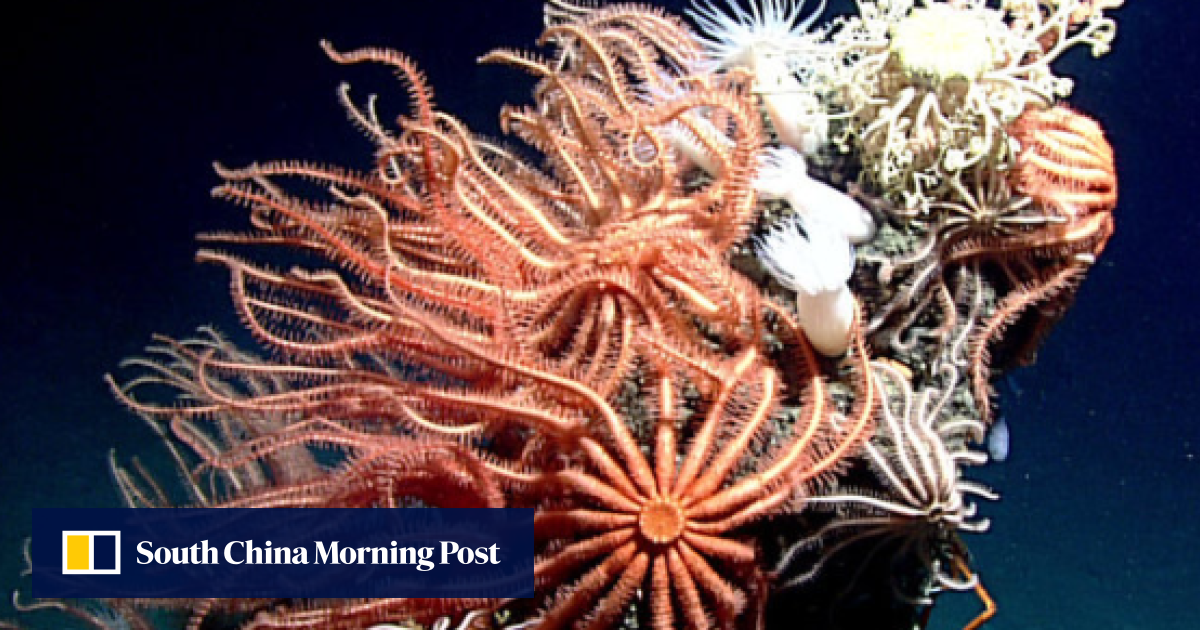 Scientists spent a month exploring the Gulf of Mexico’s deep sea ...