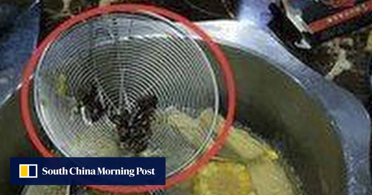 Chinese diners find eight cockroaches in their hotpot | South China ...