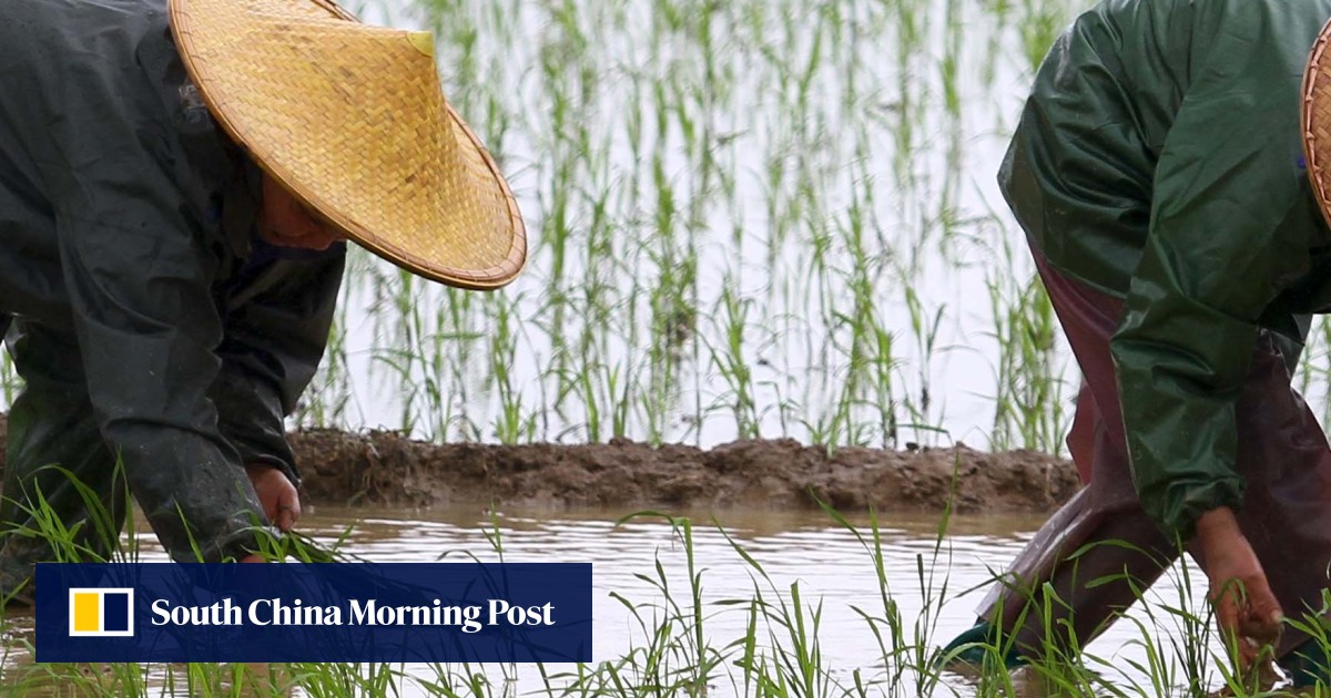 China’s cash-rich property developers go rural for opportunities and ...