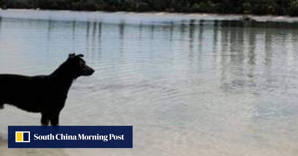 Where did the Pacific’s first dogs come from? | South China Morning Post