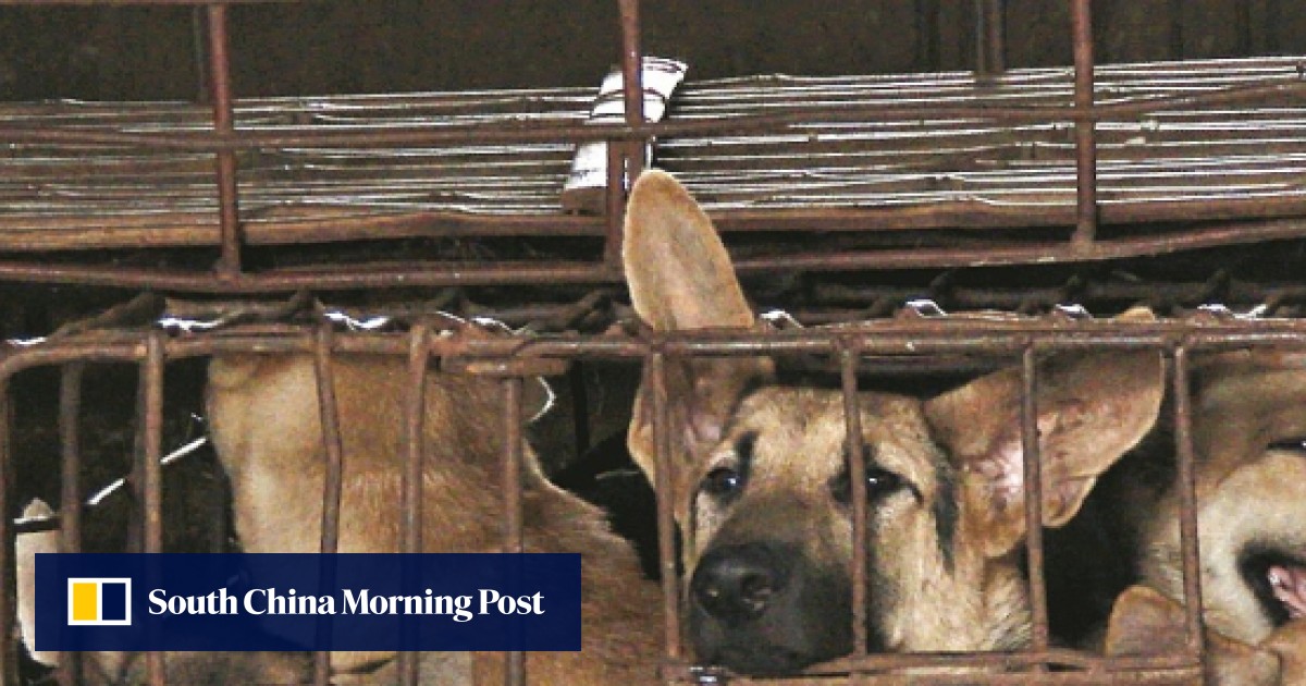 Asia’s booming dog meat business and the activists seeking to end a ...