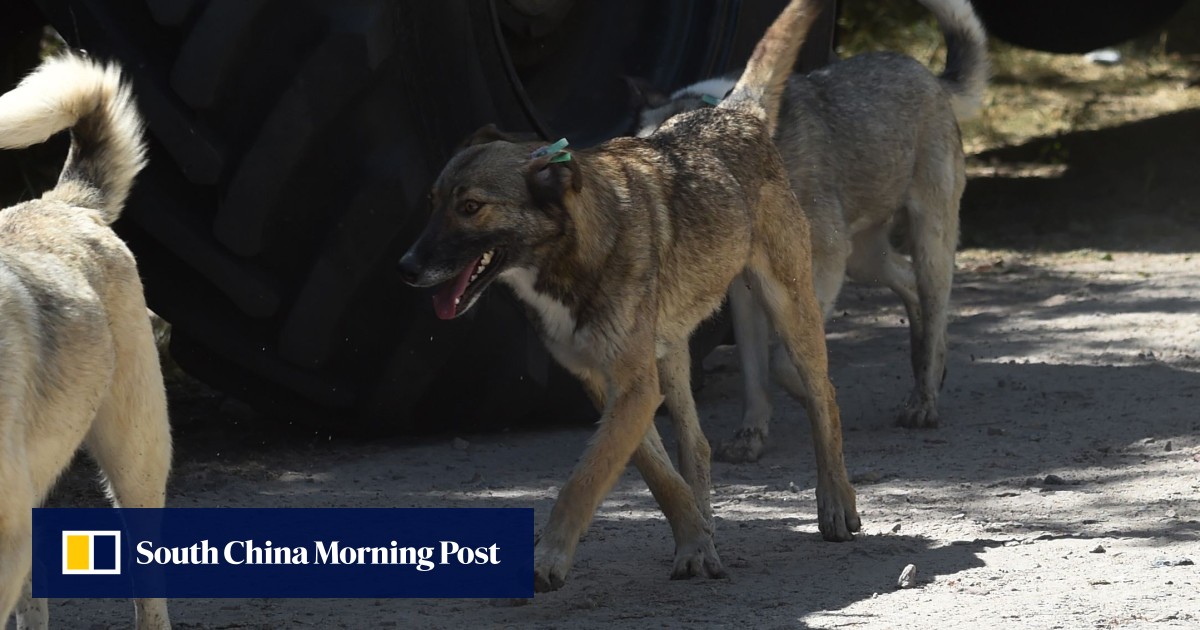 Atomic dogs: Chernobyl’s strays being groomed for new life in US ...