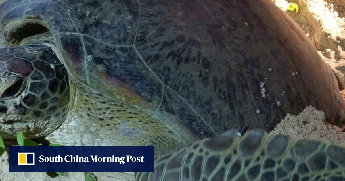 Actors and activists fight for endangered green sea turtles’ nesting ...