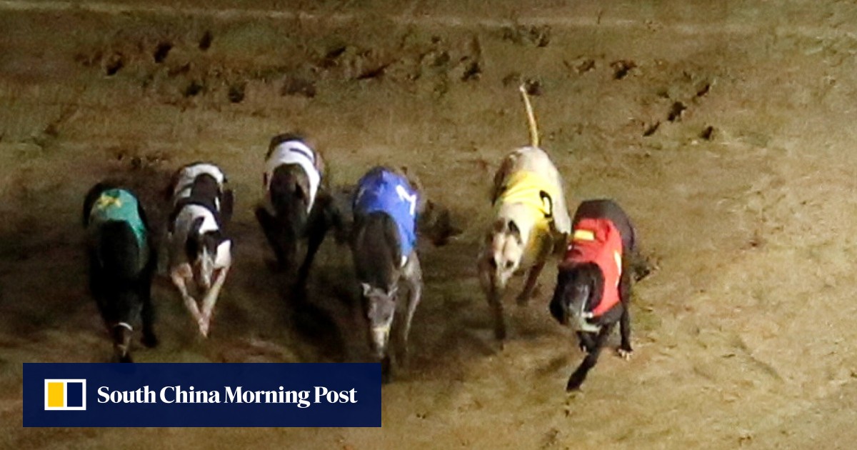 Race to save 650 Macau dogs ‘at risk of being sold for their blood ...