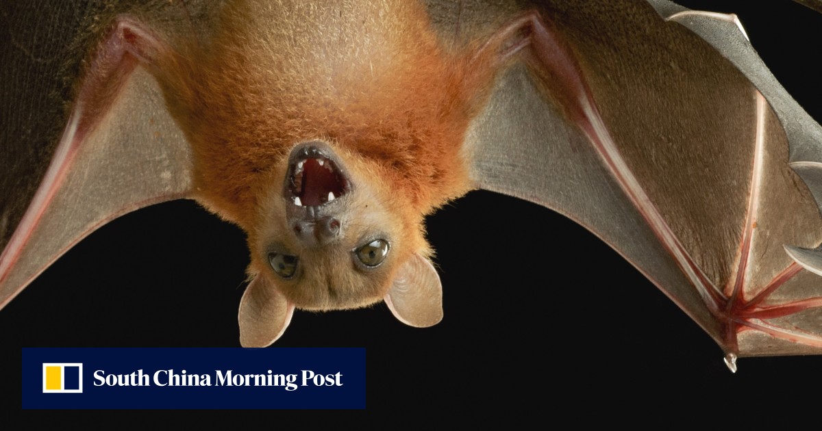 How the Pentagon is planning to use bats in the battle against ...