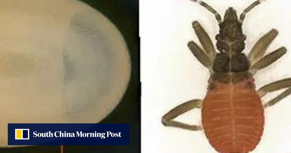 Reward offered for ‘kissing bugs’ after feared Chinese outbreak of ...