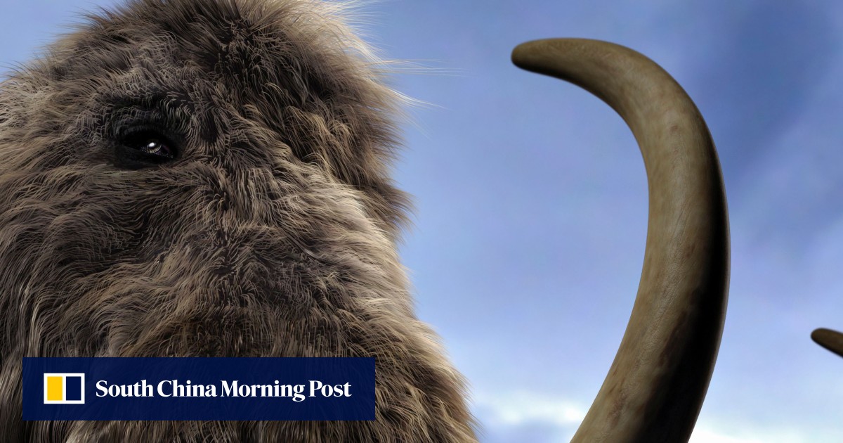 Russian mammoth ivory hunt grows in face of elephant tusk ban – but can ...