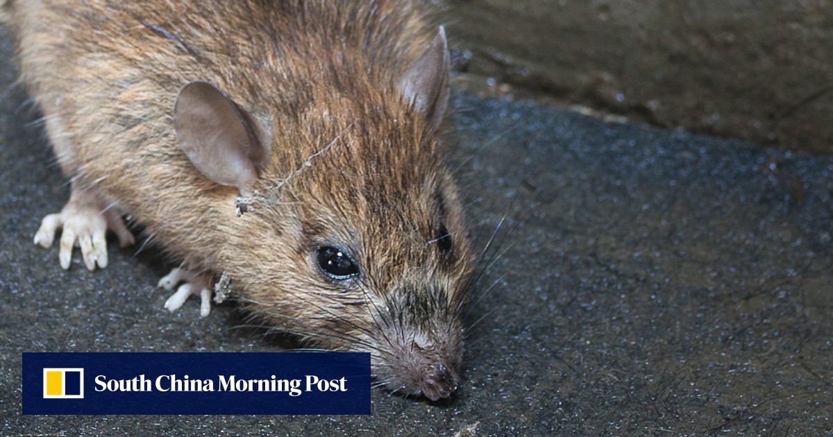 How bad is Hong Kong’s summer rat problem? | South China Morning Post