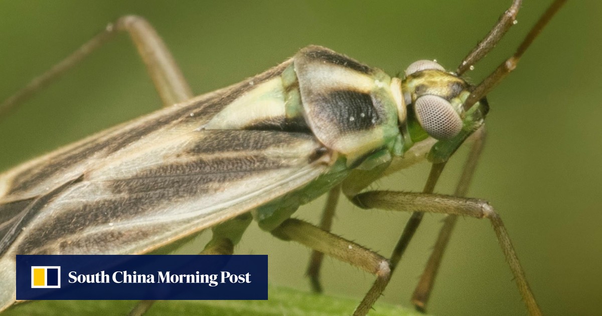 The double threat to China’s cotton industry: warmer weather and the ...