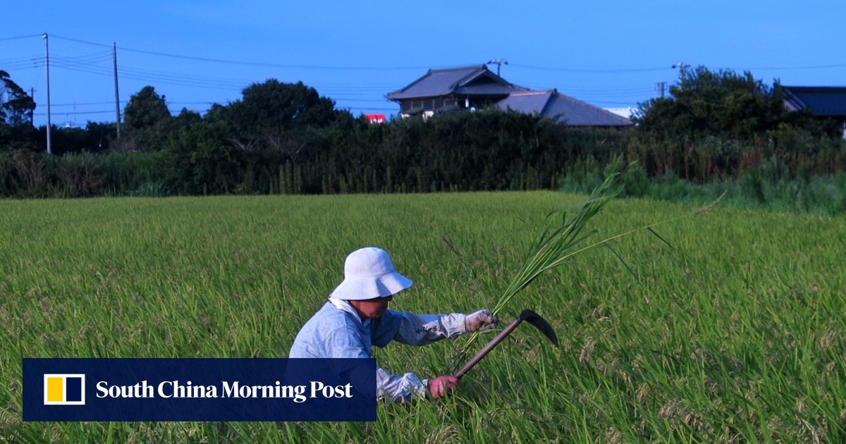 Japan needs more ‘unskilled’ foreign workers – but they can’t bring ...