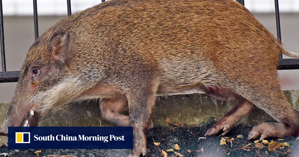University of Hong Kong issues warning after wild pig attacks injure ...
