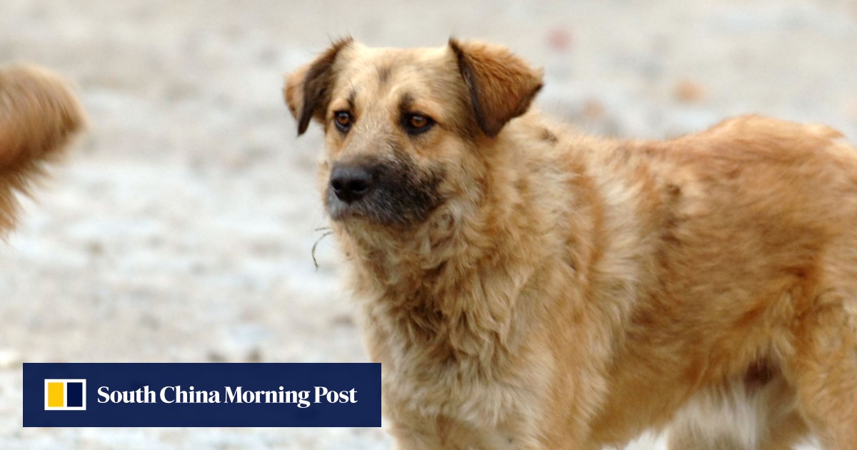 Rabies vaccine maker to stop output in China’s latest drug safety ...