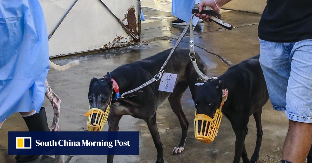 Macau’s racing greyhounds on parade ahead of expected deal to finally ...
